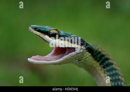 Mexican parrot snake, (leptophis mexicanus), Corozal District, Belize ...
