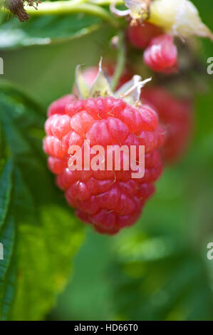 Raspberry (Rubus idaeus). Closeup of fruit on bush Stock Photo - Alamy
