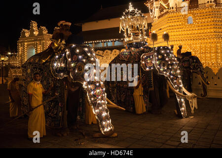 Decorated elephants, Dalada group with sacred elephant Maligawa Raja ...