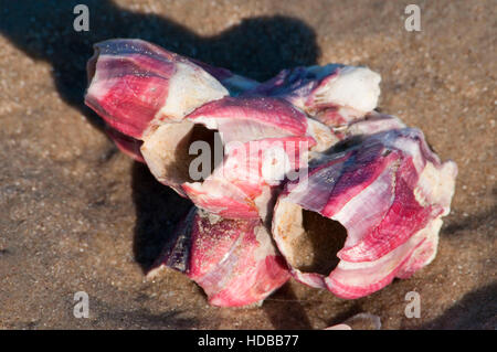 Barnacle shell, Padre Island National Seashore, Texas Stock Photo - Alamy