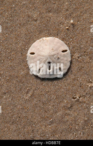 Sand dollar, Padre Island National Seashore, Texas Stock Photo - Alamy