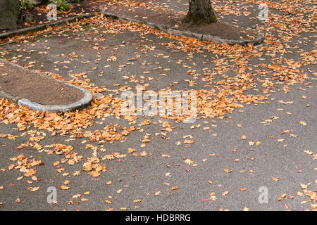 Parking lot in the fall, covered in oak leaves Stock Photo - Alamy
