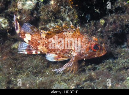 Madeira rockfish (Scorpaena maderensis Stock Photo: 37185969 - Alamy