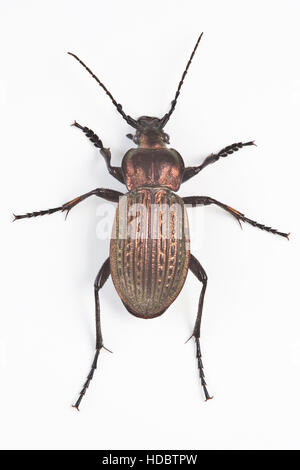 necklace ground beetle (Carabus monilis Stock Photo - Alamy
