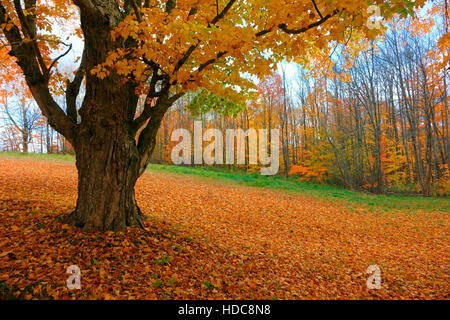 maple tree in autumn Stock Photo - Alamy
