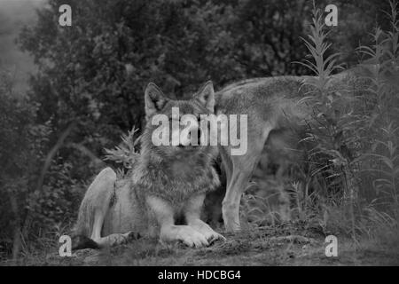 A caged wolf, Norway Stock Photo - Alamy