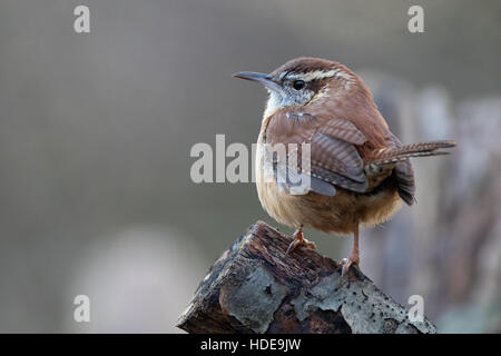 Wren on log Stock Photo - Alamy