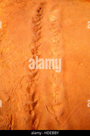Fossilised anthropod tracks -known as Diplichnites - believed to be ...