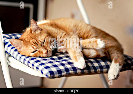 Red cat squinting in the bright sun Stock Photo - Alamy