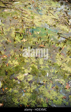 Jackson Bog State Nature Preserve Natural Area Stock Photo - Alamy