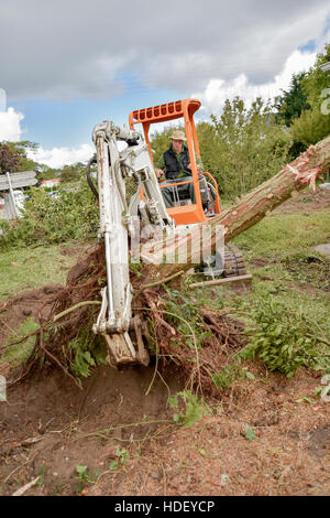 Man using chainsaw to trim branches amid the tangled undergrowst Stock ...