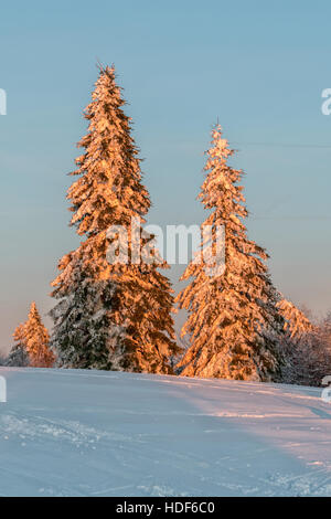 Winter landscape with snowy spruce trees, Tutzing, Upper Bavaria ...