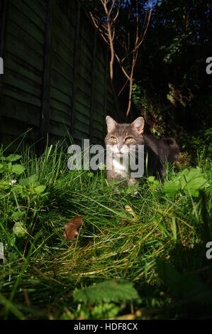 Tabby cat hunting in garden Stock Photo - Alamy
