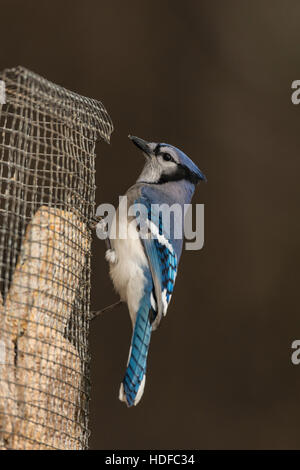 blue tit on suet bird feeder Stock Photo - Alamy