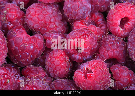 many raspberry at day Stock Photo - Alamy