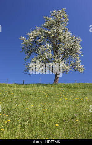 Blossoming pear tree, tree blossom of the pear, Pyrus domestica Stock ...