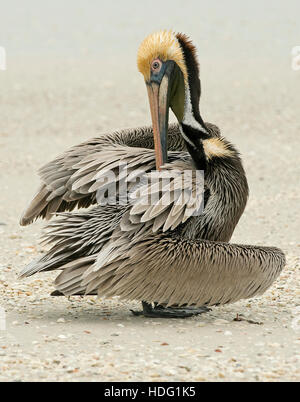 Brown pelican (Pelecanus occidentalis) preening on post, Gulf Coast ...