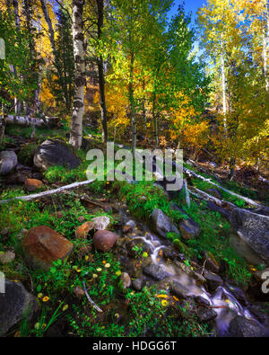 Hope Valley aspen trees in peak fall color Stock Photo - Alamy