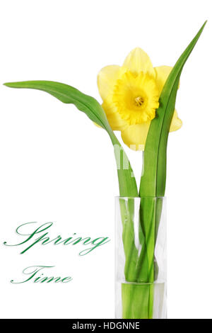 Closeup of a single daffodil in bloom with white petals with a yellow ...