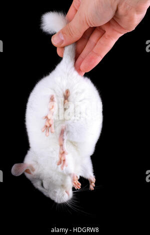White baby ebonite chinchilla on black background Stock Photo - Alamy