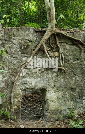 Nature on Maya civilization, Mundo Perdido, Guatemala Stock Photo - Alamy
