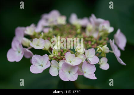 Pale pink lush hydrangea blossom close up Stock Photo - Alamy