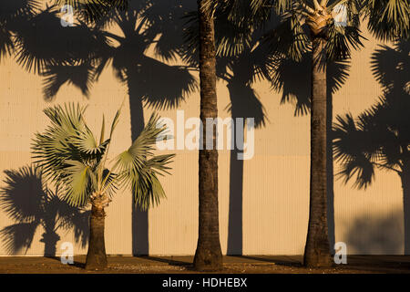 Palm trees against corrugated wall by street Stock Photo - Alamy