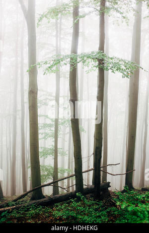 tall trees in the forest with fallen leaves on the ground Stock Photo ...