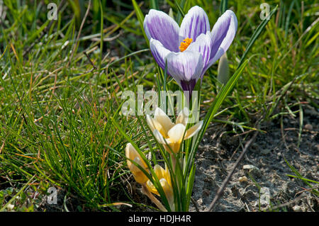 The cup-shaped, solitary, salverform flower tapers off into a narrow ...