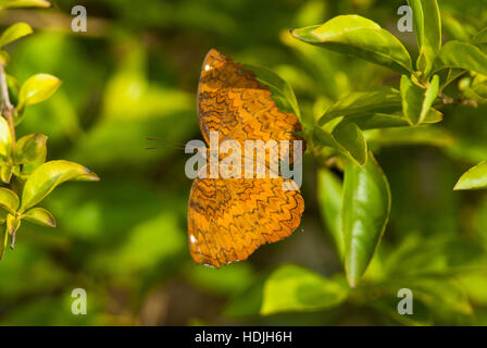 Common Castor Butterfly (Ariadne merione Stock Photo - Alamy