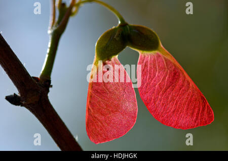 Winged seeds on a sycamore (Acer pseudoplantanus) seed dispersal Stock ...