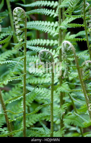 Ferns first appear in the fossil record 360 million years ago in the ...