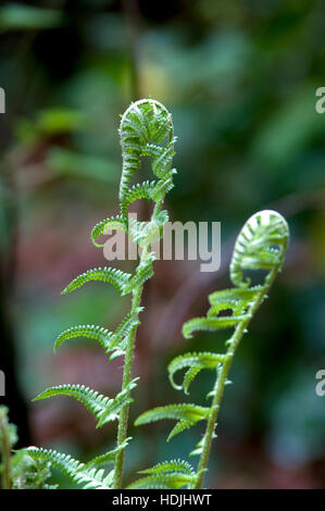 Ferns first appear in the fossil record 360 million years ago in the ...