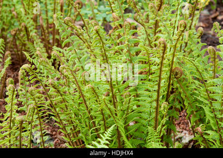 Ferns first appear in the fossil record 360 million years ago in the ...