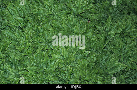 Ferns first appear in the fossil record 360 million years ago in the ...
