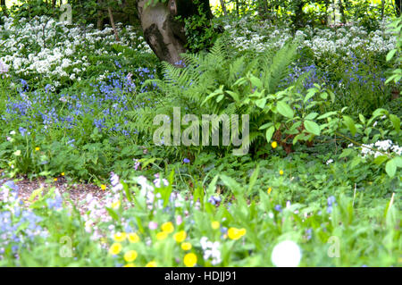 Ferns first appear in the fossil record 360 million years ago in the ...