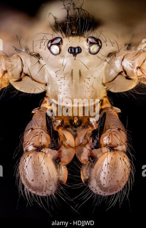 Pholcidae, commonly known as cellar spider or daddy long-legs spider ...