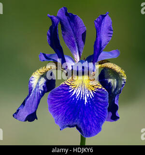 siberian iris purple white flowers dicksonia antarctica tree fern boggy ...
