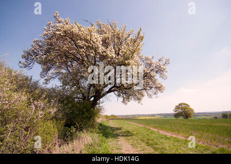 PYRUS COMMUNIS CUBBINGTON PEAR IN BLOSSOM Stock Photo - Alamy