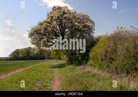 PYRUS COMMUNIS CUBBINGTON PEAR IN BLOSSOM Stock Photo - Alamy