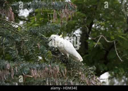 Sulphur Crested Cockatoo stripping and eating wattle seeds Stock Photo ...