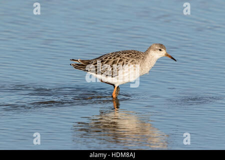 Ruff bird in lekking plumage Stock Photo - Alamy