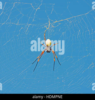 Orb Weaver Spider Stock Photo - Alamy