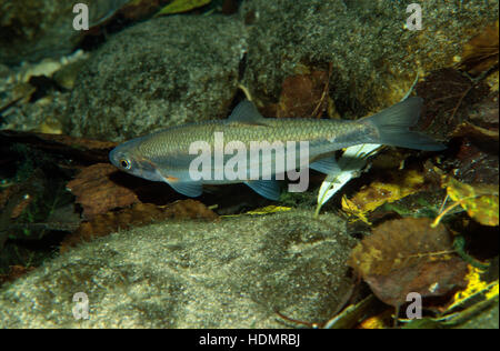 Moderlieschen (Leucaspius delineatus Stock Photo - Alamy