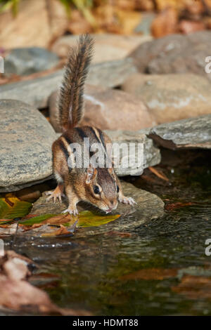 Eastern Chipmunk drinking water out of stream Stock Photo - Alamy