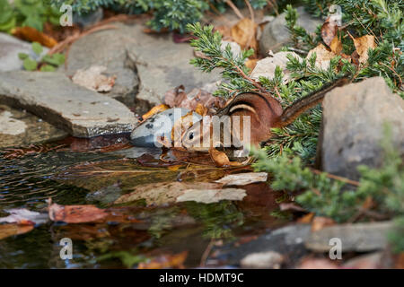 Eastern Chipmunk drinking water out of stream Stock Photo - Alamy