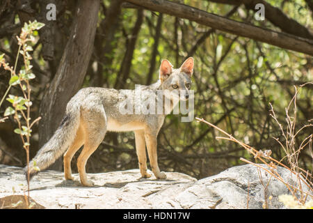 Sechuran Fox (Lycalopex sechurae), Chaparri Reserve, Peru Stock Photo ...