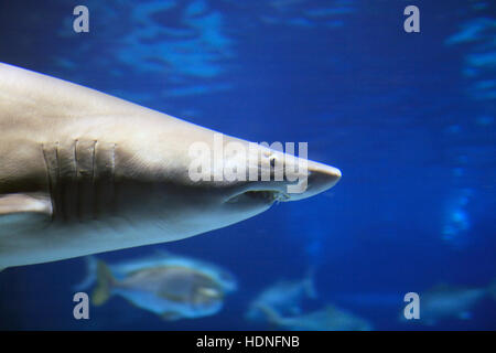 Closeup portrait of shark moving under blue water Stock Photo - Alamy