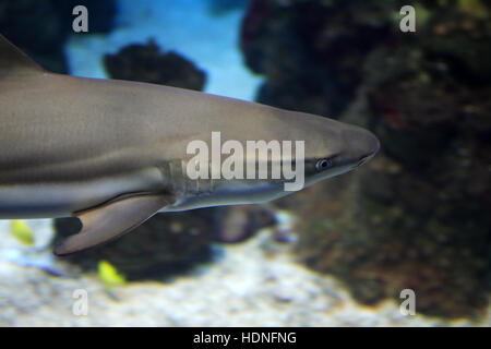 Closeup portrait of shark moving under blue water Stock Photo - Alamy