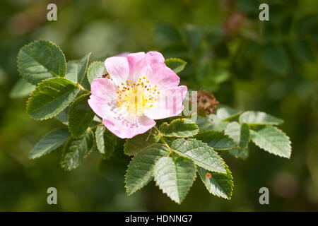 A sweet briar bush (Rosa rubiginosa) in full flower at Ivinghoe Beacon ...
